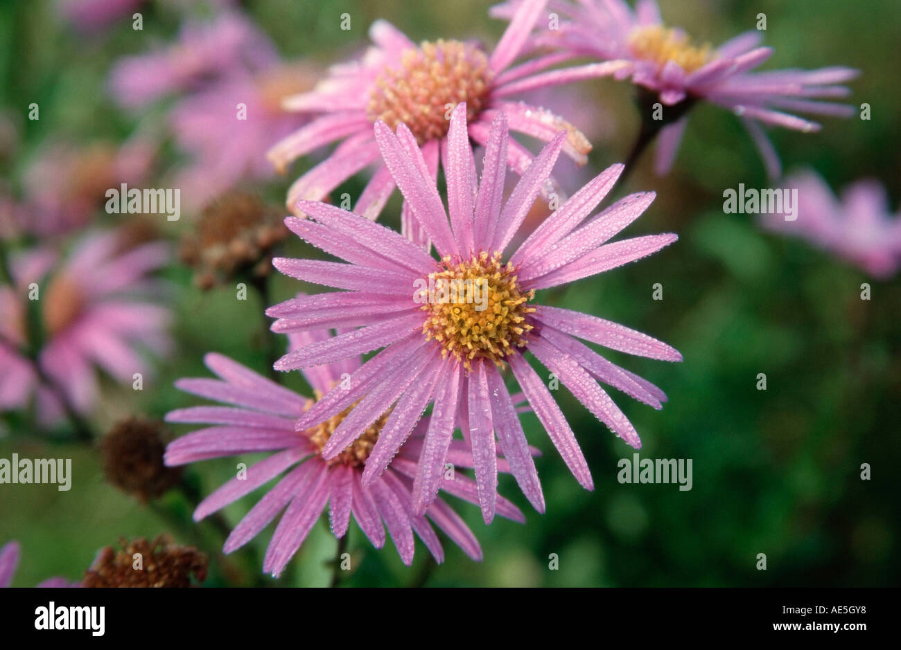 Daisy 'Lady Hindlip' (Aster amellus Stock Photo - Alamy