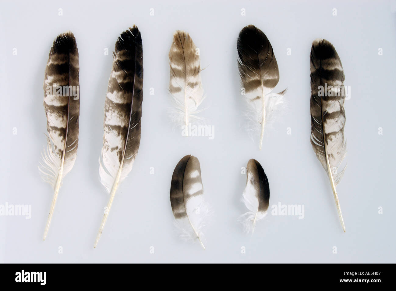 Western honey buzzard (Pernis apivorus). Feathers isolated on white ...