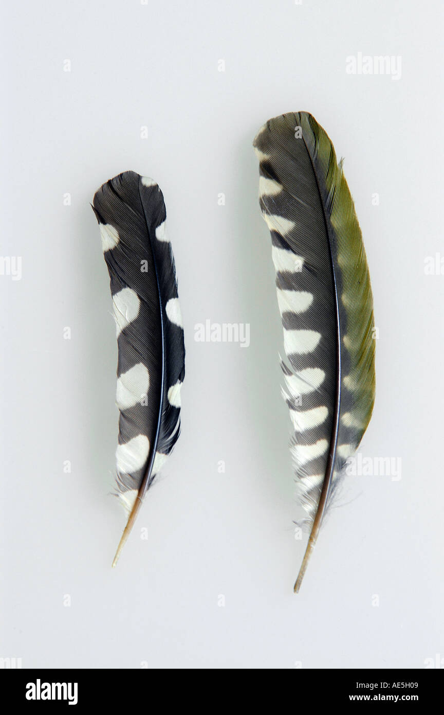 Spotted feathers hi-res stock photography and images - Alamy