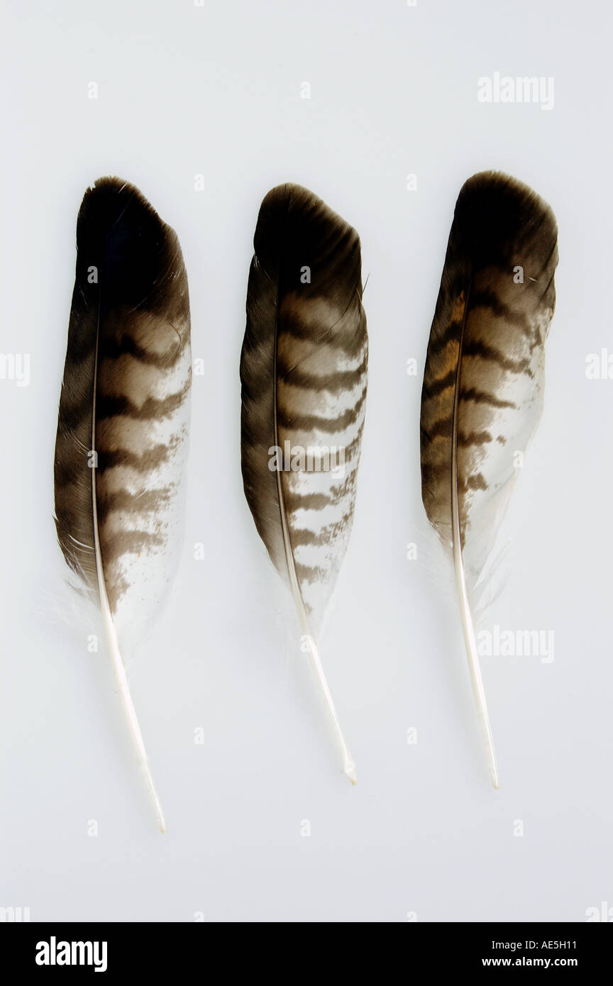 Three feathers hi-res stock photography and images - Alamy