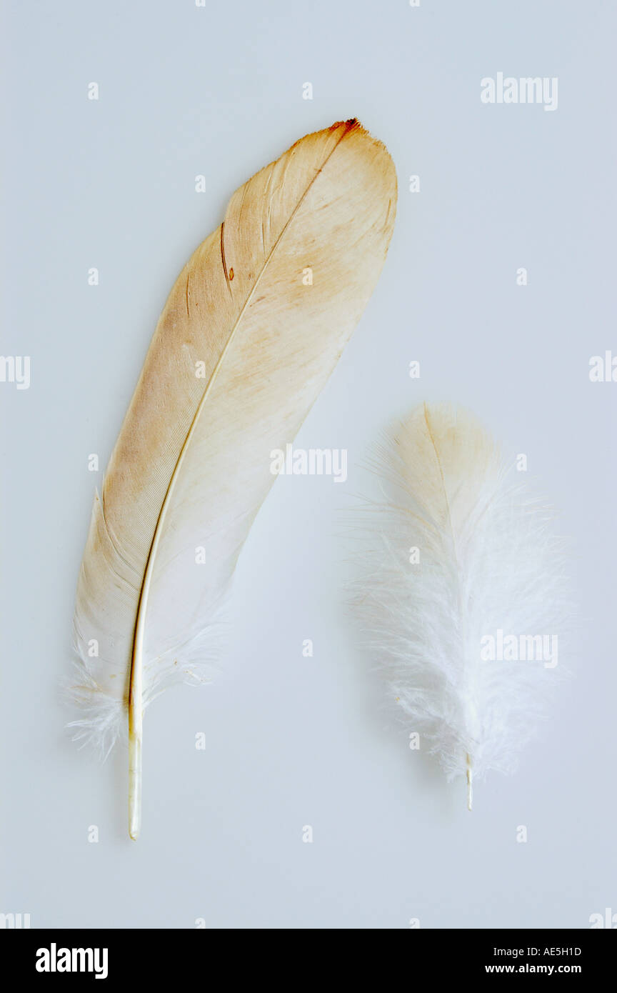 2 feathers hi-res stock photography and images - Alamy