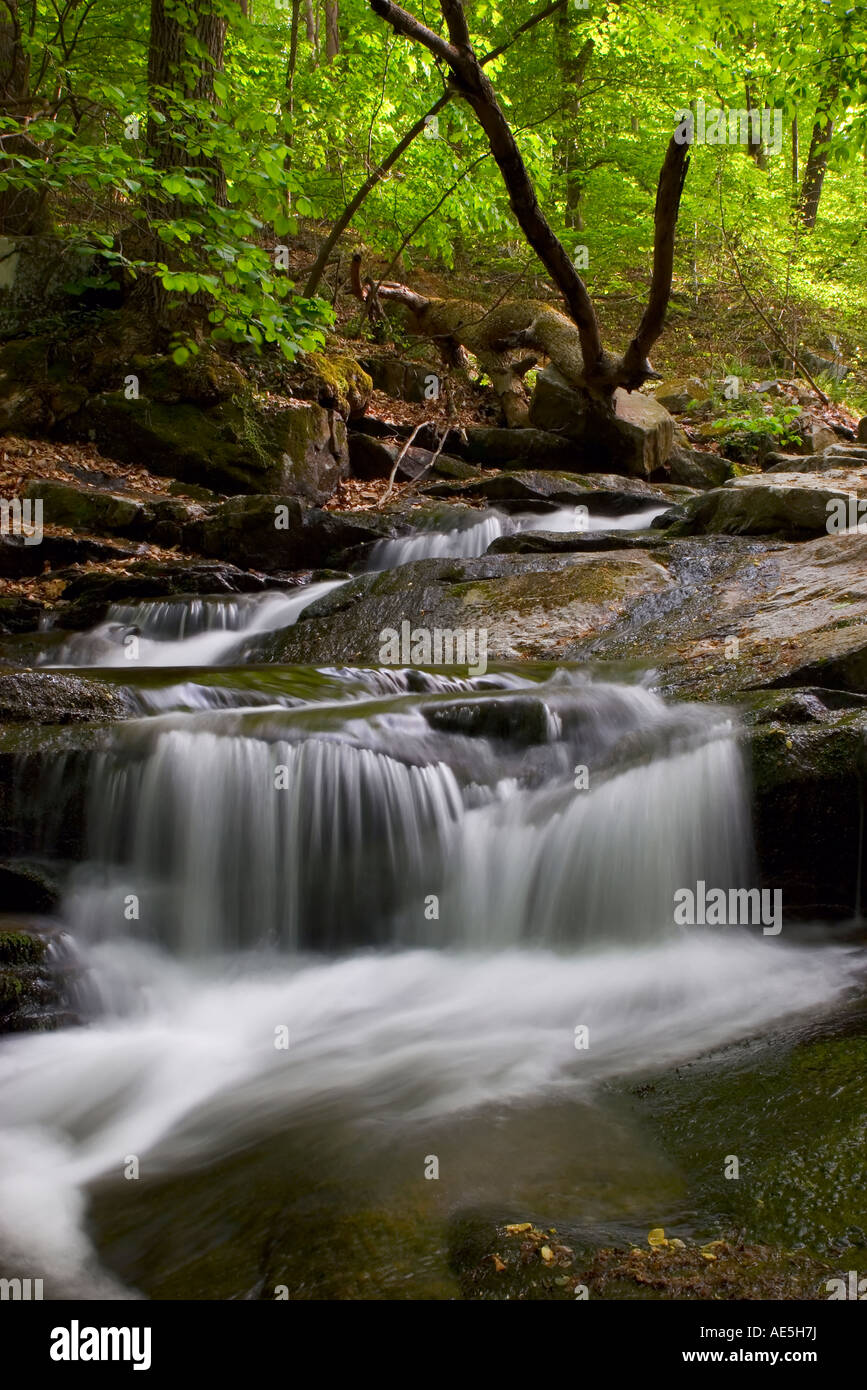 Herring Run Susquehanna State Park Maryland 10MAY07 Stock Photo - Alamy