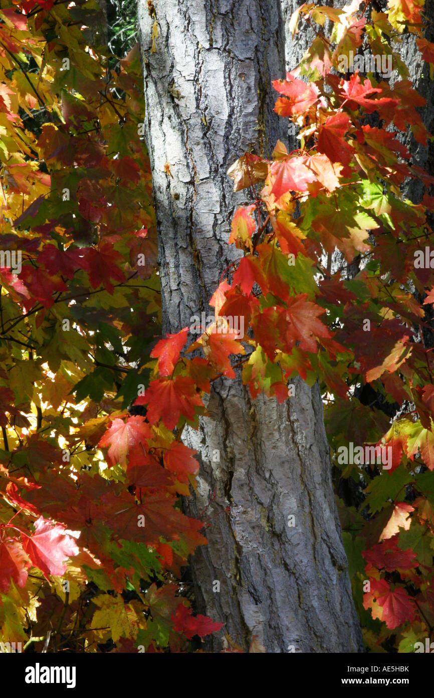 Red and green maple leaves draped across across the trunk of a sun ...