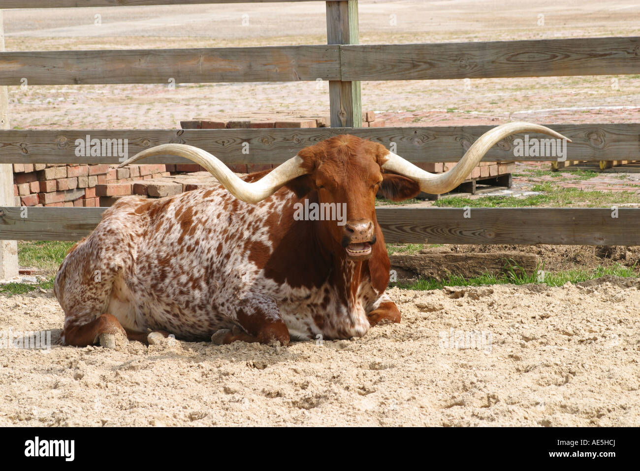 Cow mouth open hi-res stock photography and images - Alamy