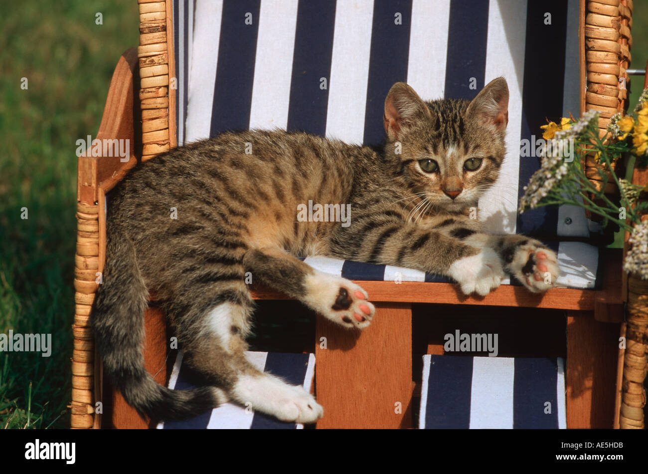 Kitten in beach chair hi-res stock photography and images - Alamy
