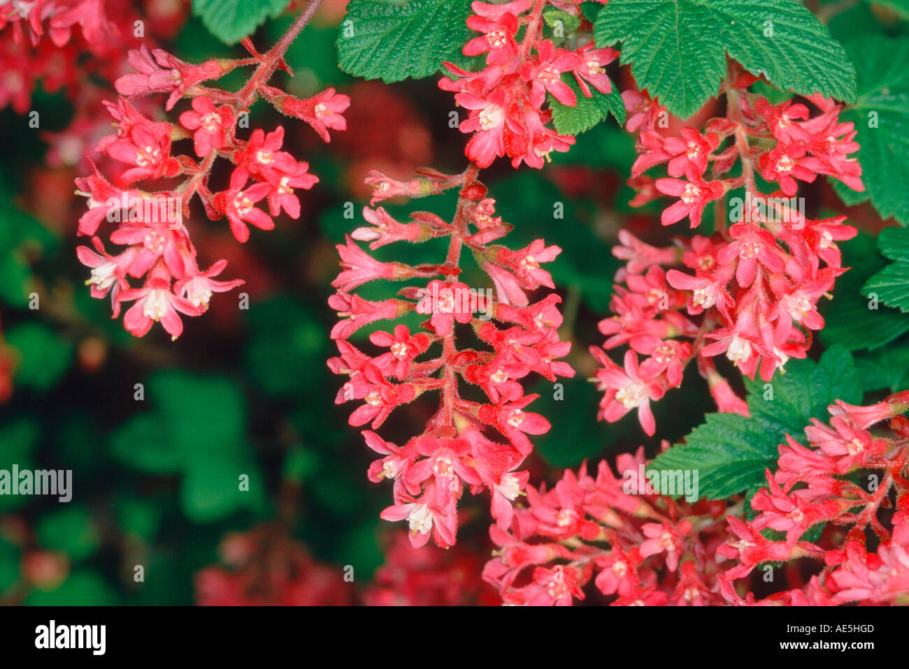 Ornamental currant ribes sanguineum flowering hi-res stock photography ...