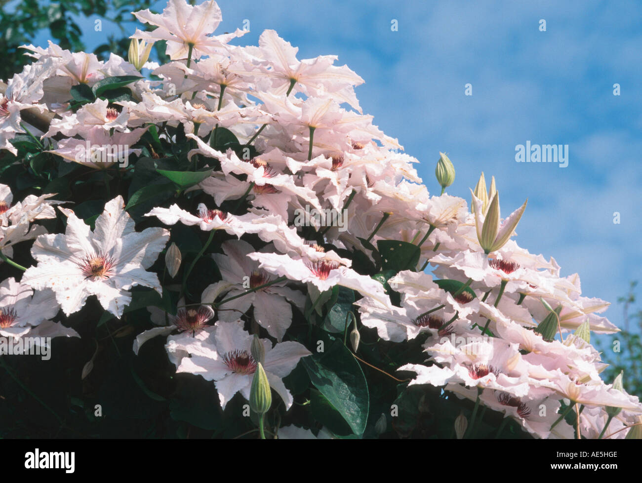 Clematis 'Snow Queen' (Clematis hybride Stock Photo - Alamy