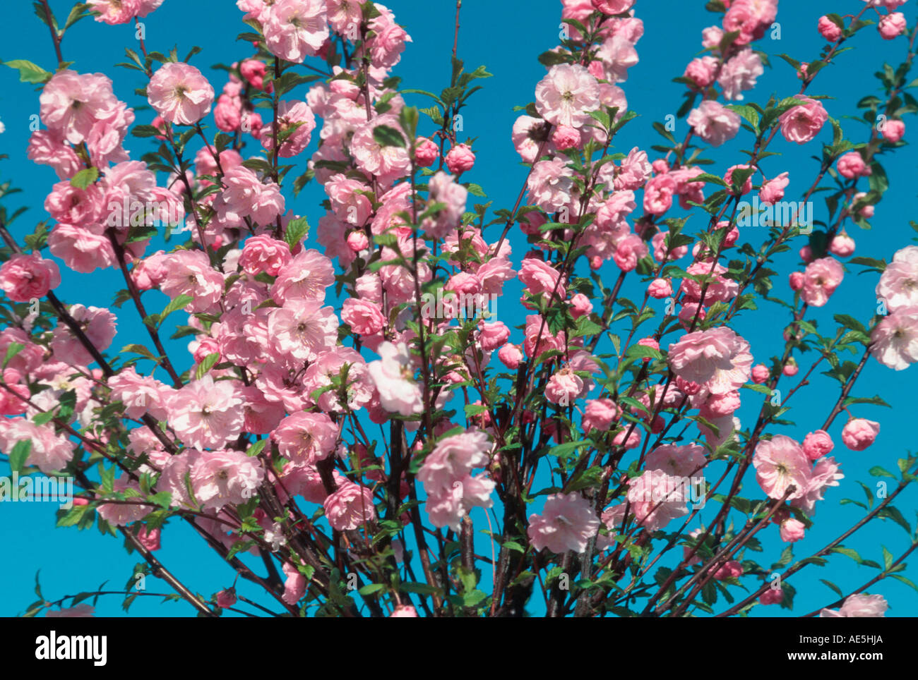 Flowering almond prunus triloba hi-res stock photography and images - Alamy