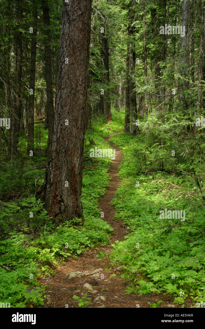 Trail winding between tall cedar trees and green leafy brush in a ...