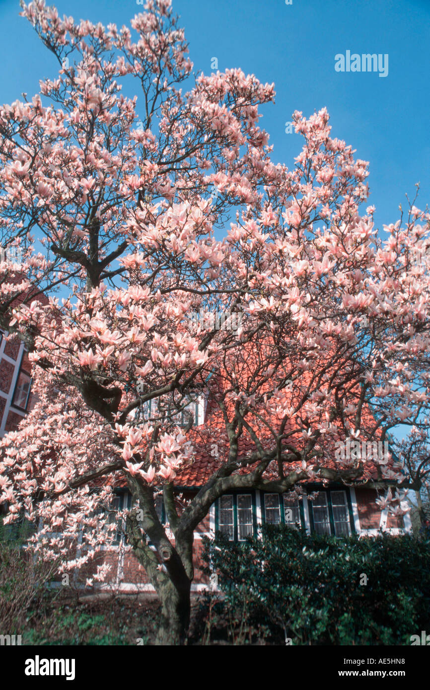 Saucer Magnolia (Magnolia x soulangiana Stock Photo - Alamy