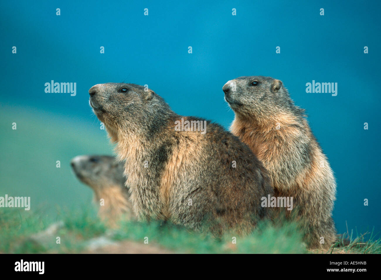 Alpine Marmots, Austria (Marmota marmota Stock Photo - Alamy
