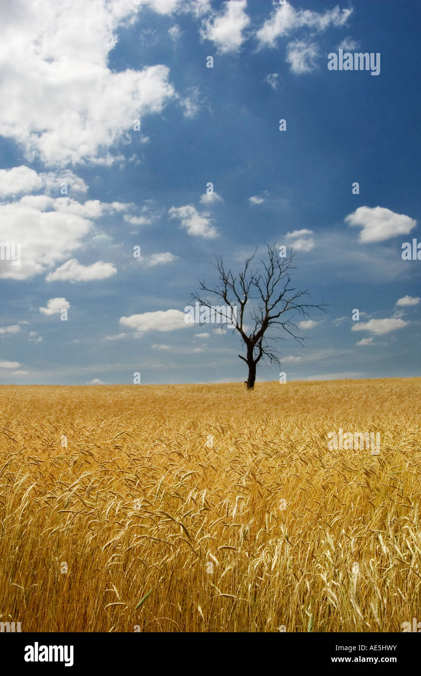 One barren bare tree in a field of wheat against a blue sky with clouds ...