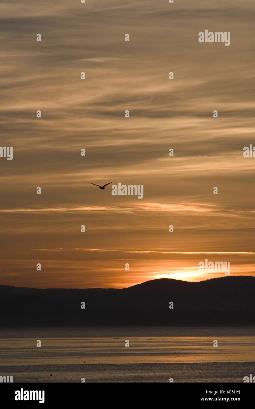 Bird flying over water at sunset Stock Photo - Alamy