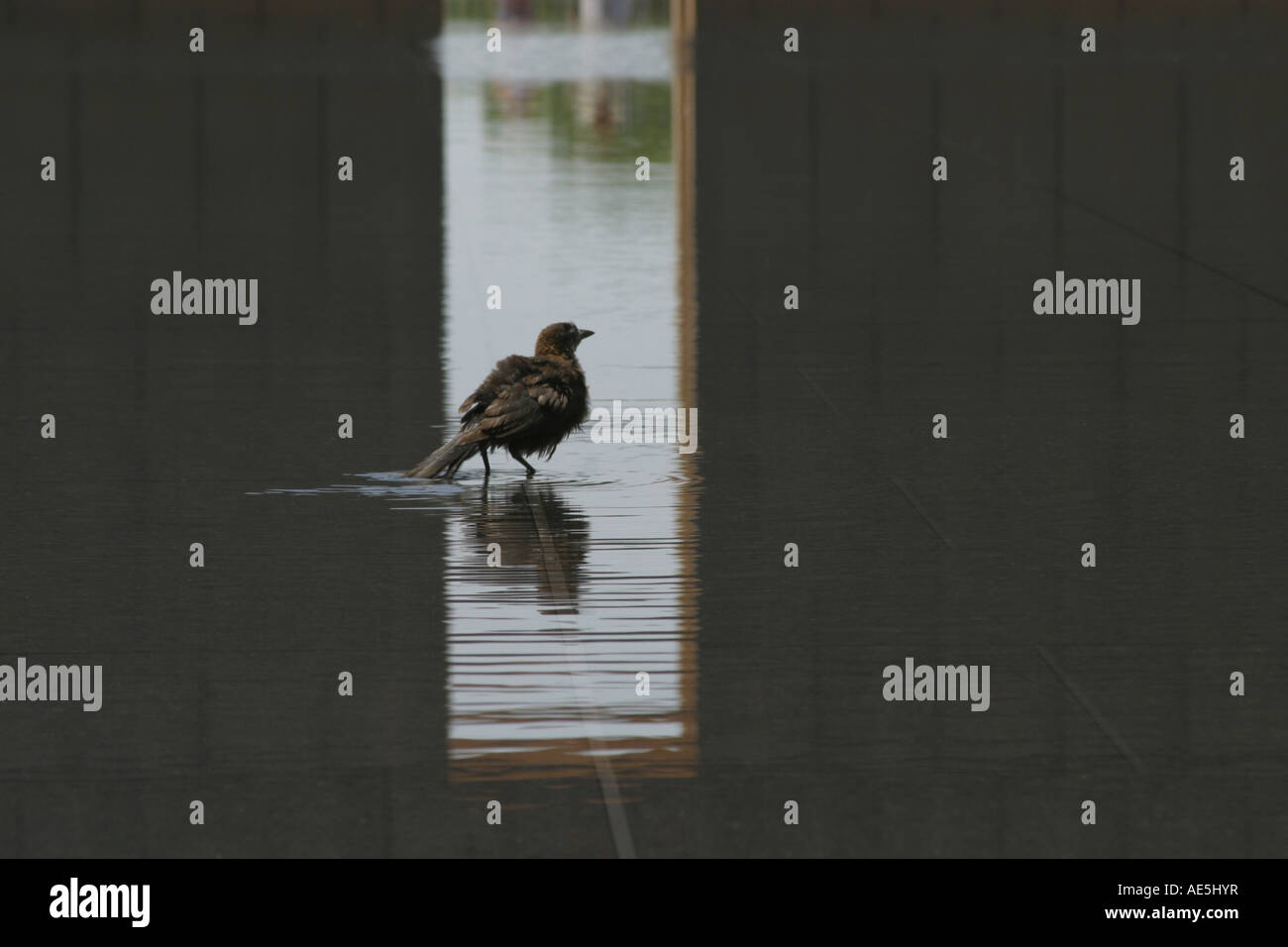 Bird bathing in the Oklahoma City National Memorial reflecting pool ...