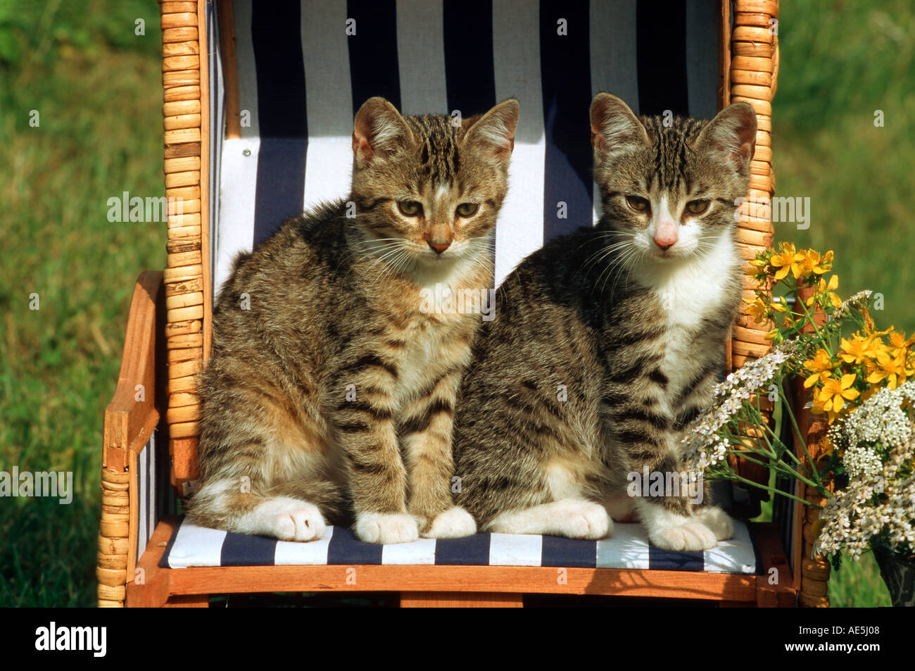two young domestic cats sitting in beach chair Stock Photo - Alamy