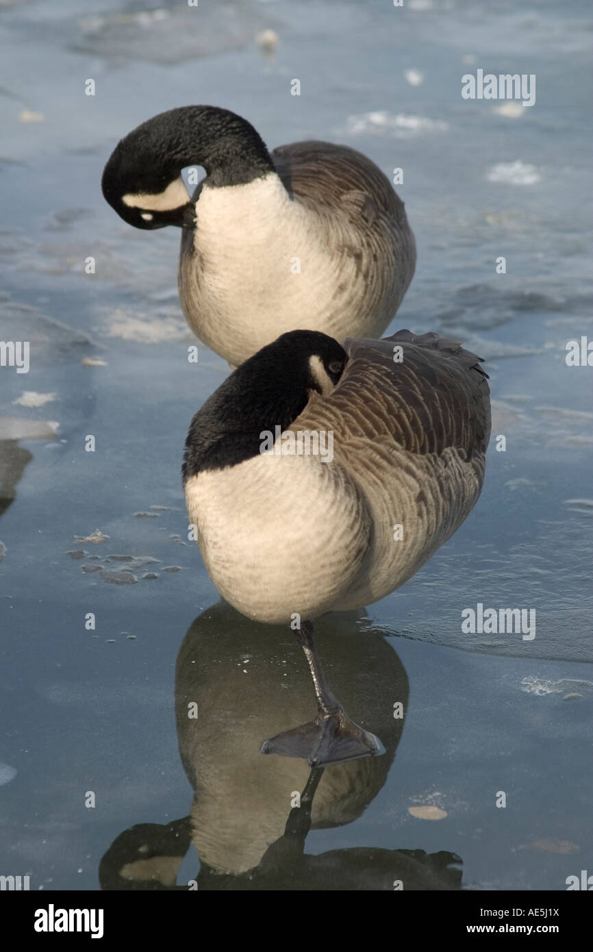 Canadian goose webbed feet hi-res stock photography and images - Alamy