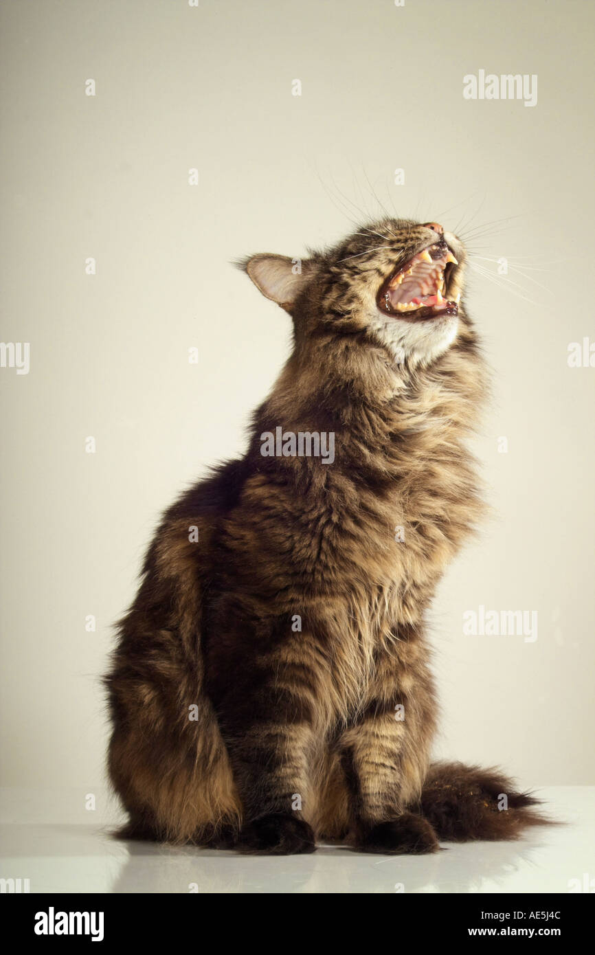 Maine Coon - yawning - cut out Stock Photo - Alamy