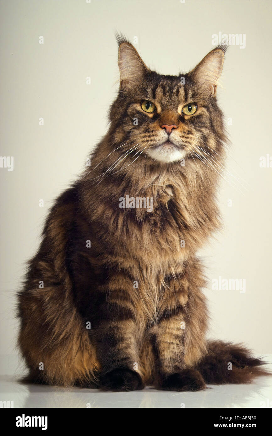 Maine Coon - sitting - cut out Stock Photo - Alamy