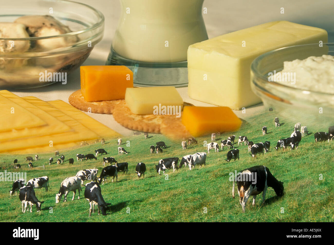 Composite image with cows in a pasture and various dairy products ...