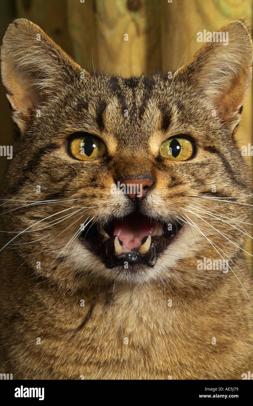 Miaowing hi-res stock photography and images - Alamy