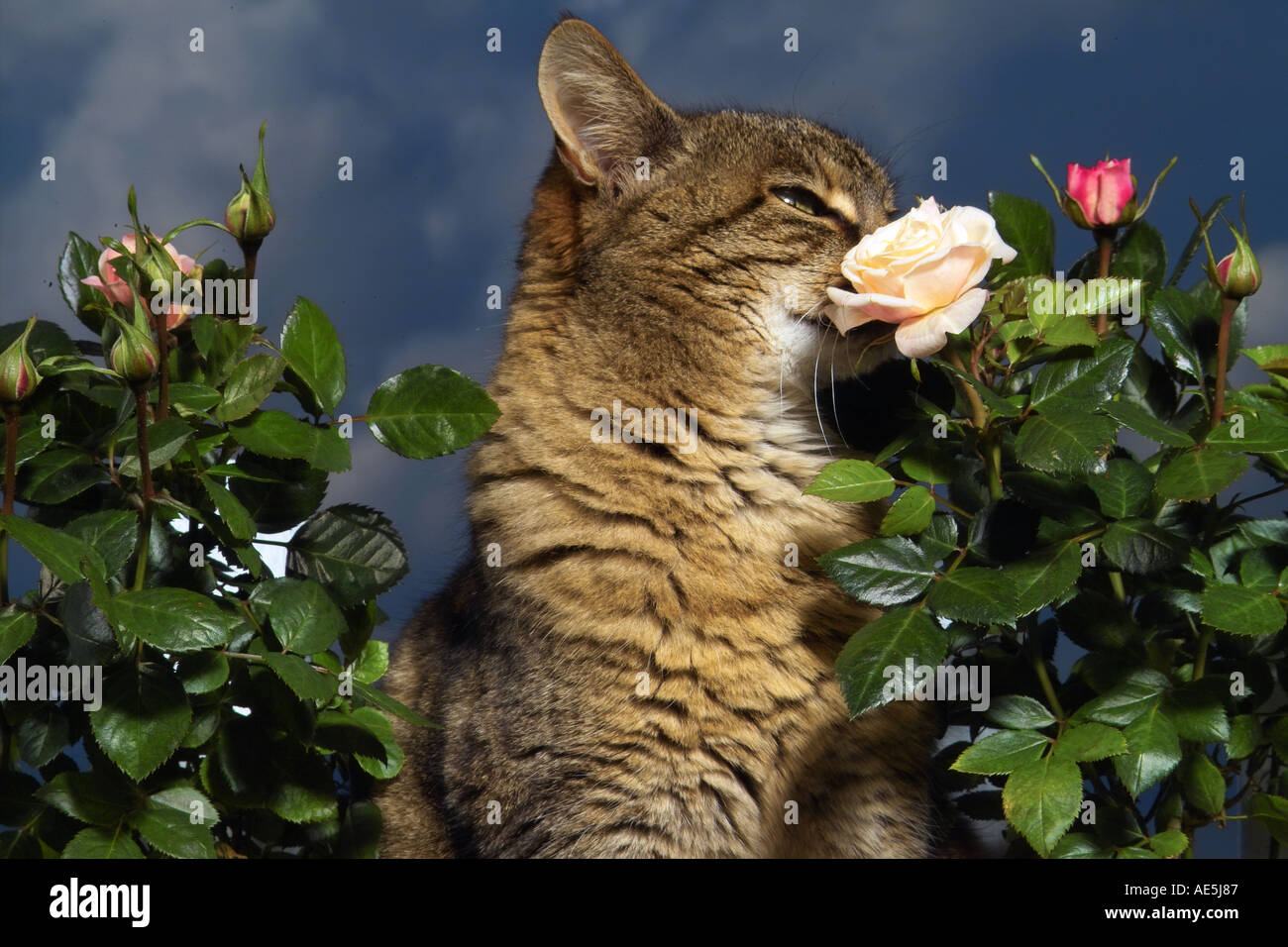 domestic cat sniffing at roses Stock Photo - Alamy