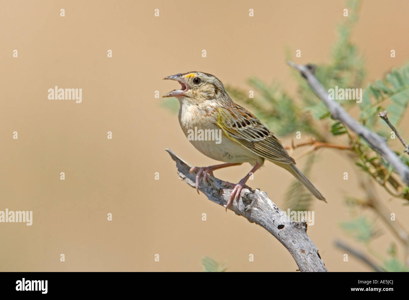 Grasshopper Sparrow Ammodramus savannarum Elgin Arizona Unites States ...