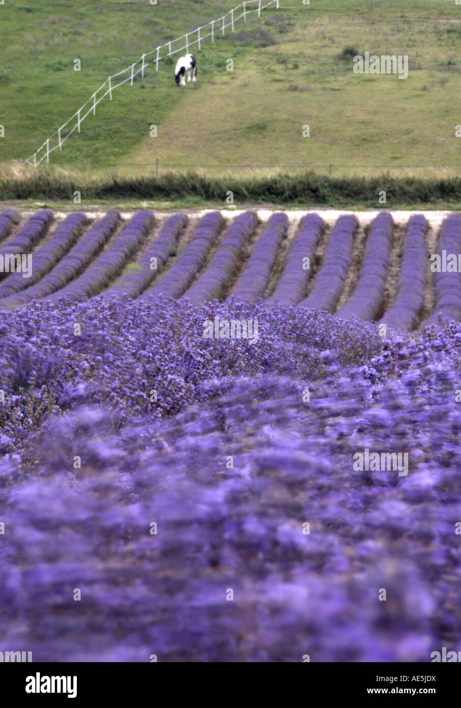 Lordington Lavender farm, Sussex, UK Stock Photo - Alamy