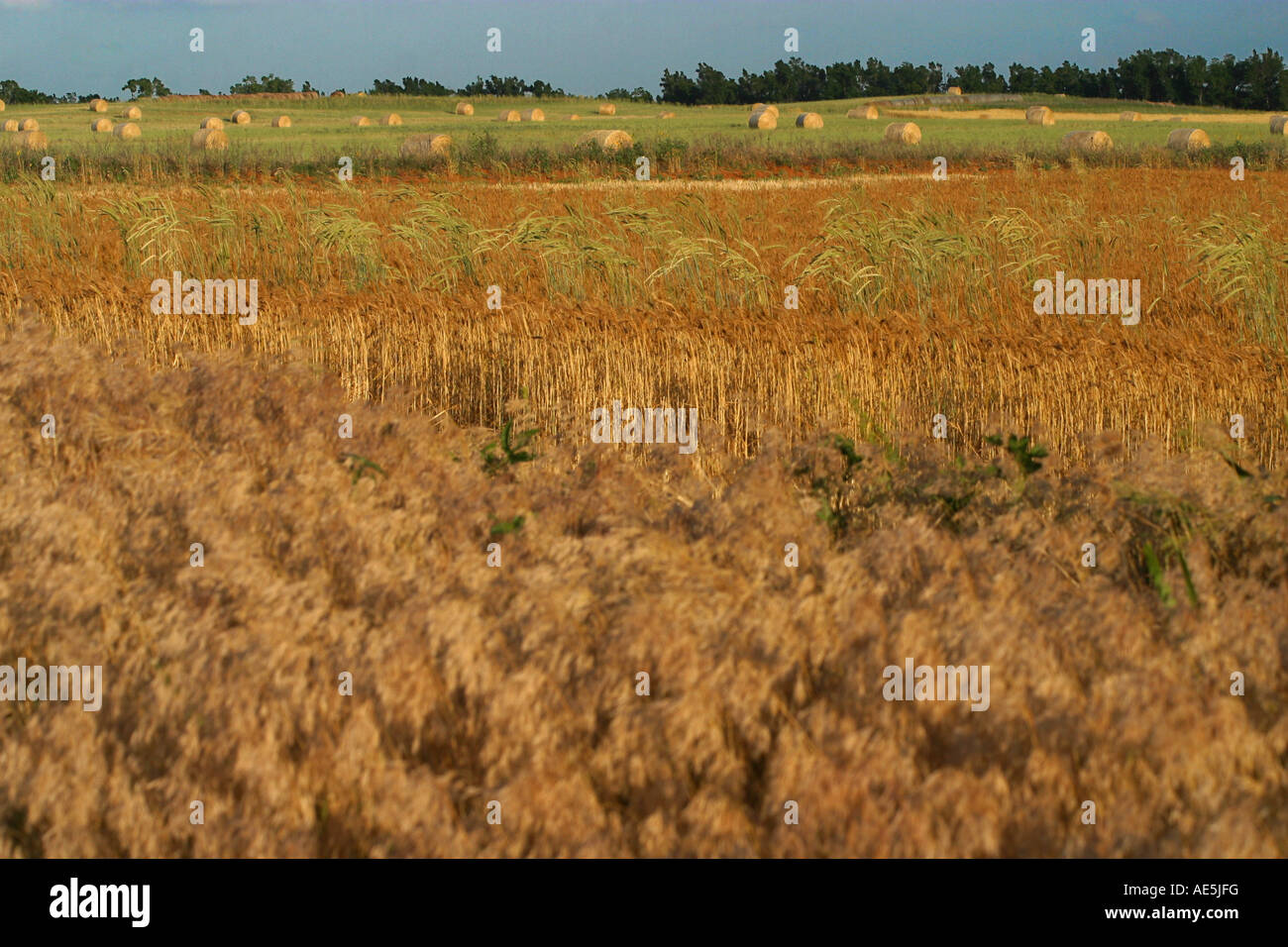 Fields of hay growing in a field with a harvested hay bales in the ...