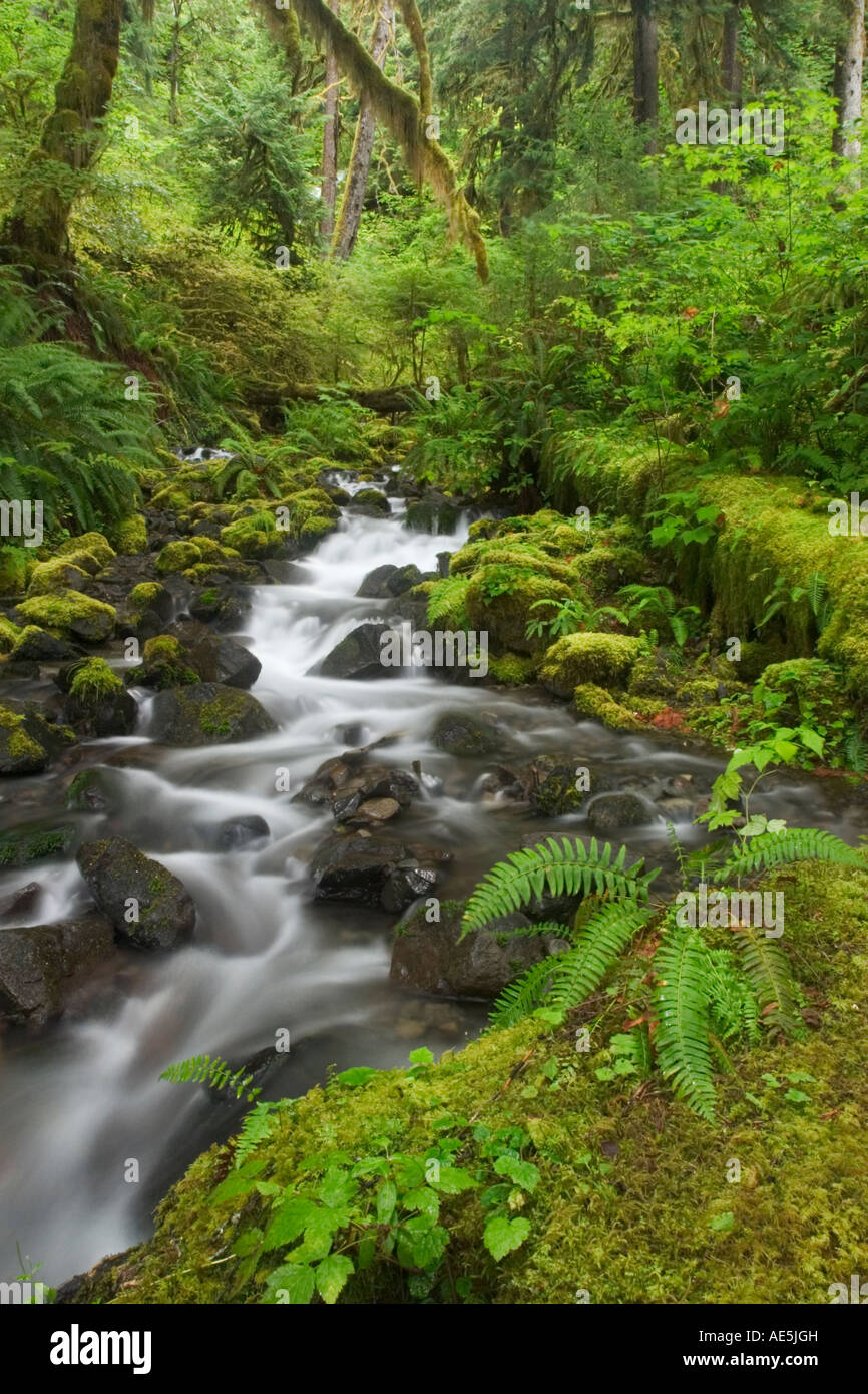 Rain forest ground cover hi-res stock photography and images - Alamy