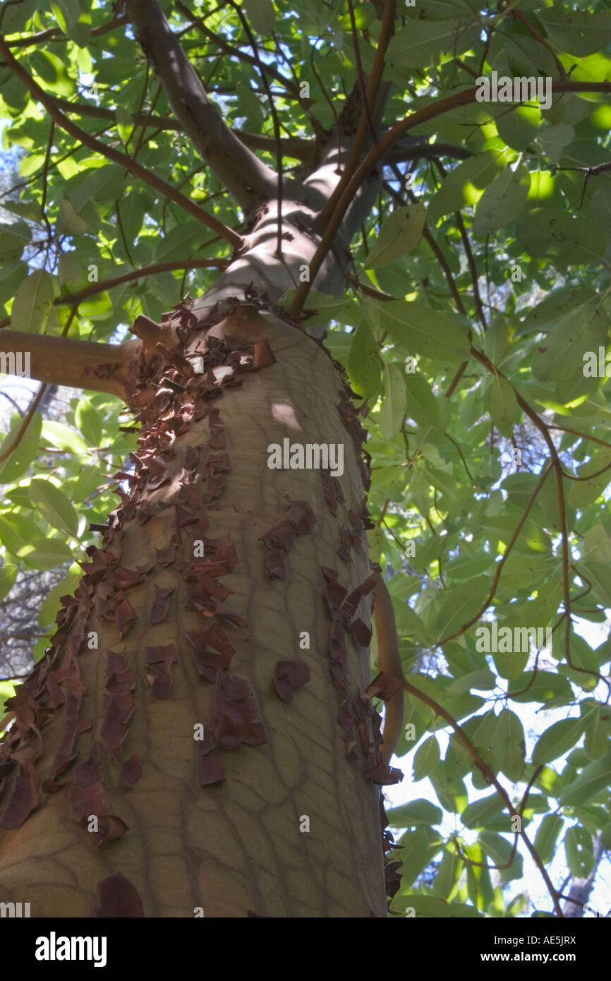 Looking up trunk of Pacific Madrone tree - Arbutus Menziesii - with red ...
