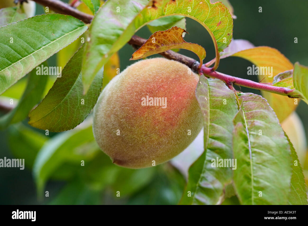 Peach fruit ripening as it grows on the branch of a peach tree ...