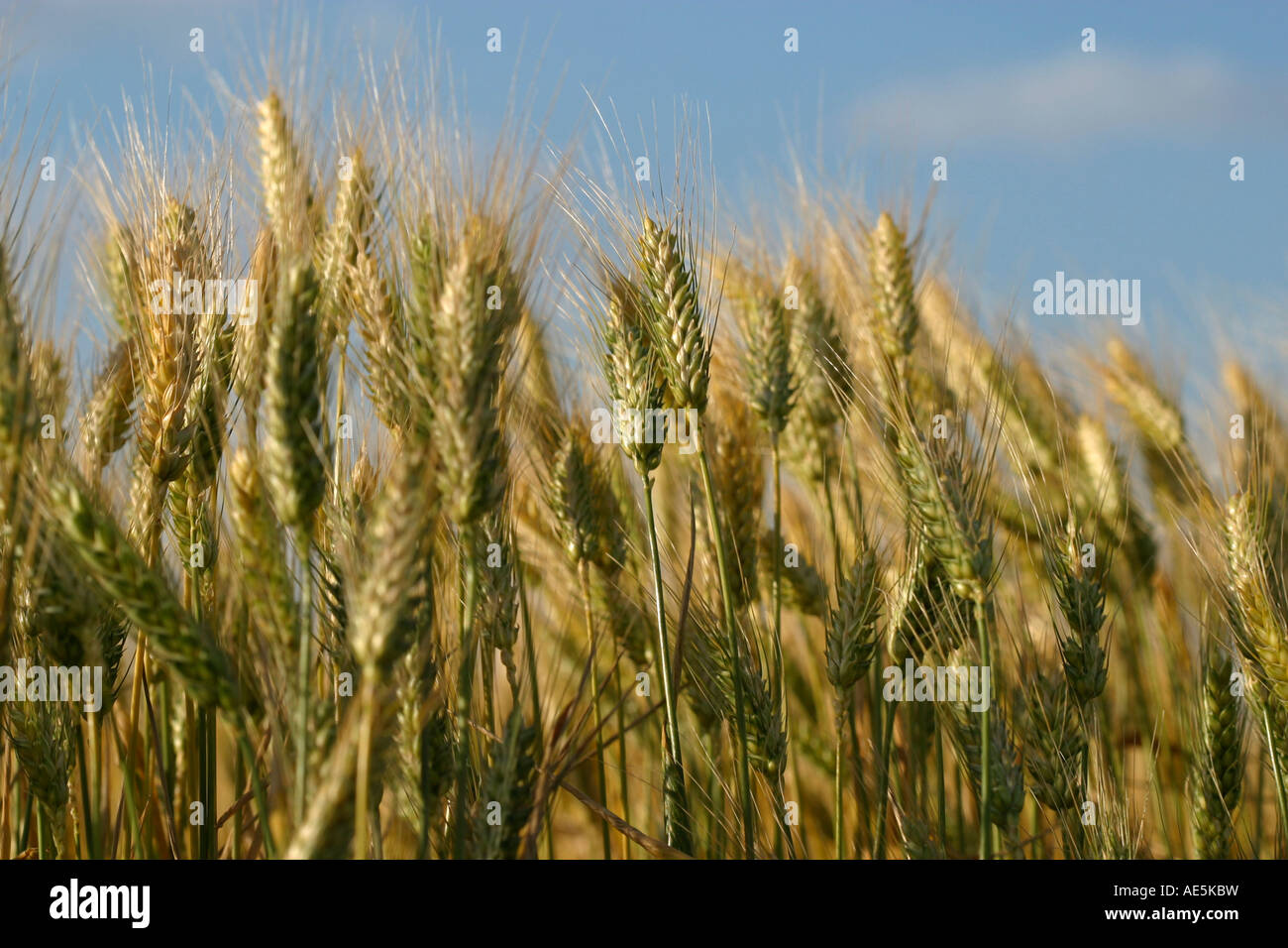 Wheat blowing in the wind hi-res stock photography and images - Alamy
