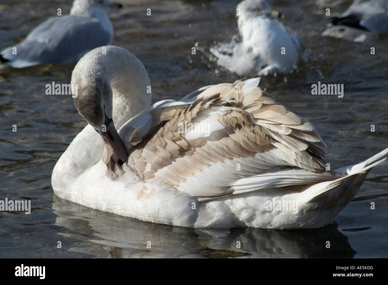 White and brown swan Cygnus preening its feathers with its beak in a ...