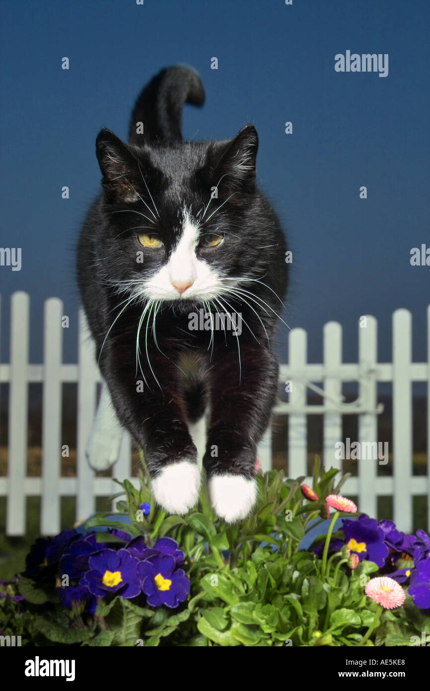 domestic cat - jumping over flowers Stock Photo - Alamy