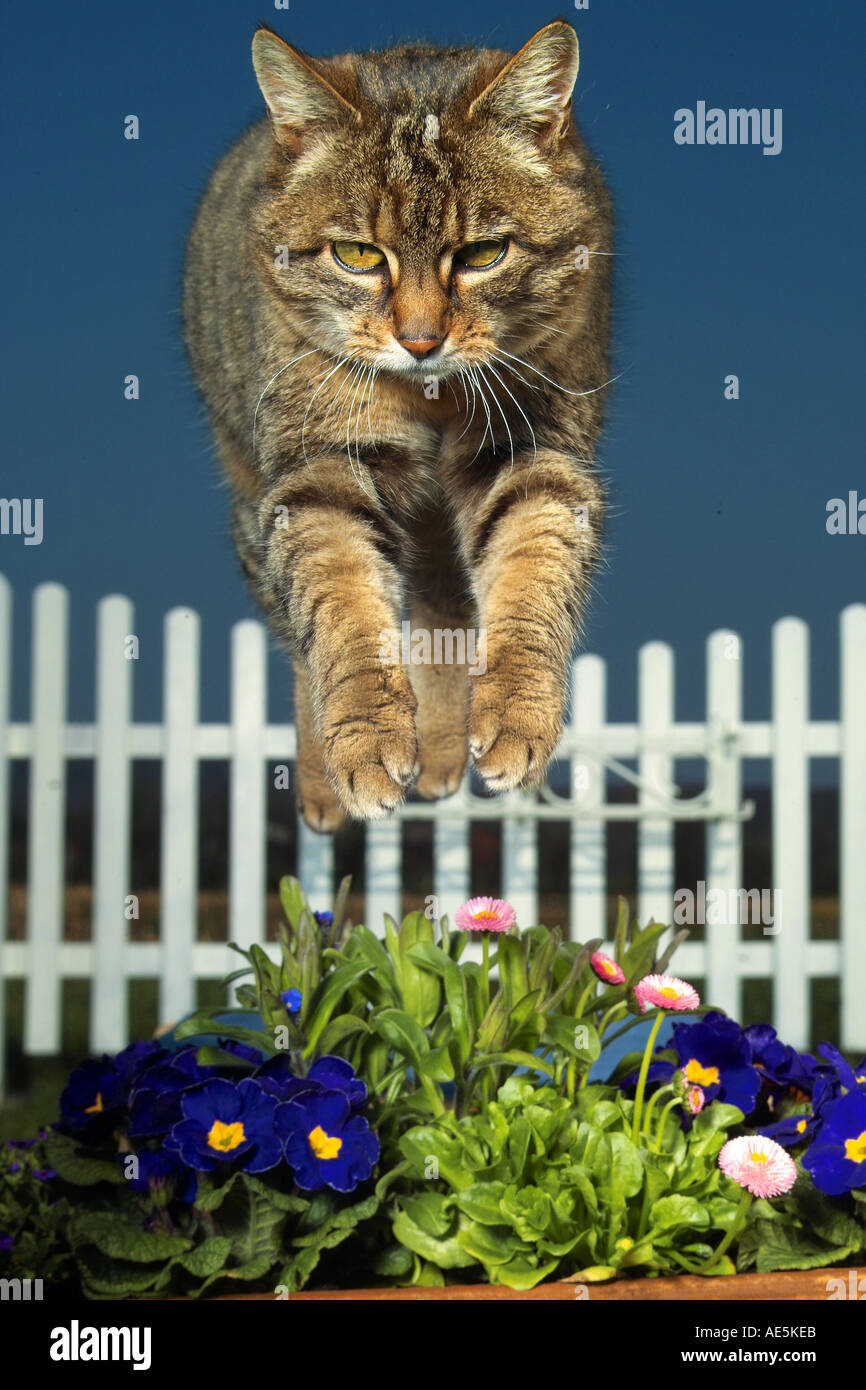 domestic cat - jumping over flowers Stock Photo - Alamy