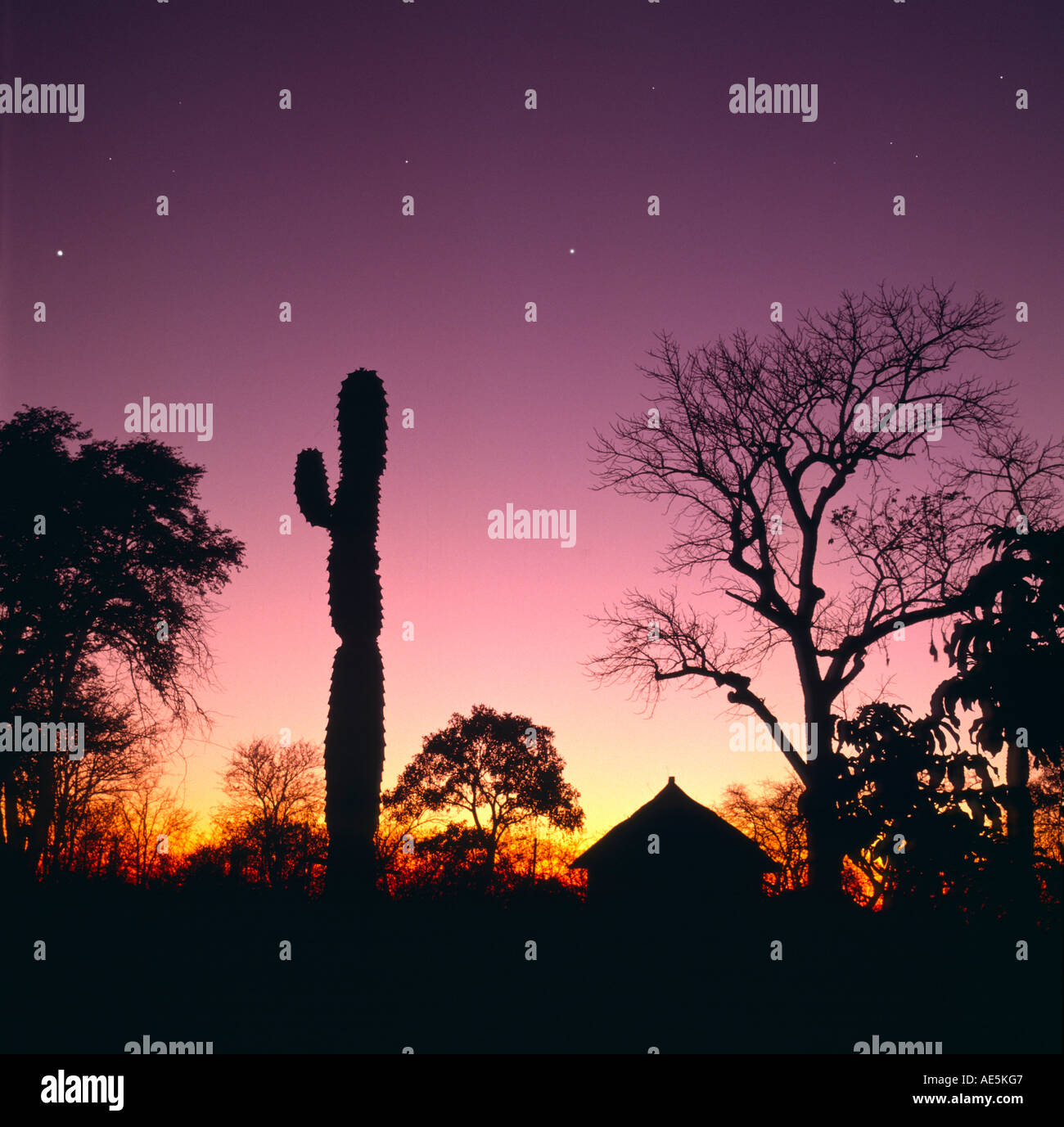 Trees and hut at dawn, Hwange national park, Zimbabwe Stock Photo - Alamy