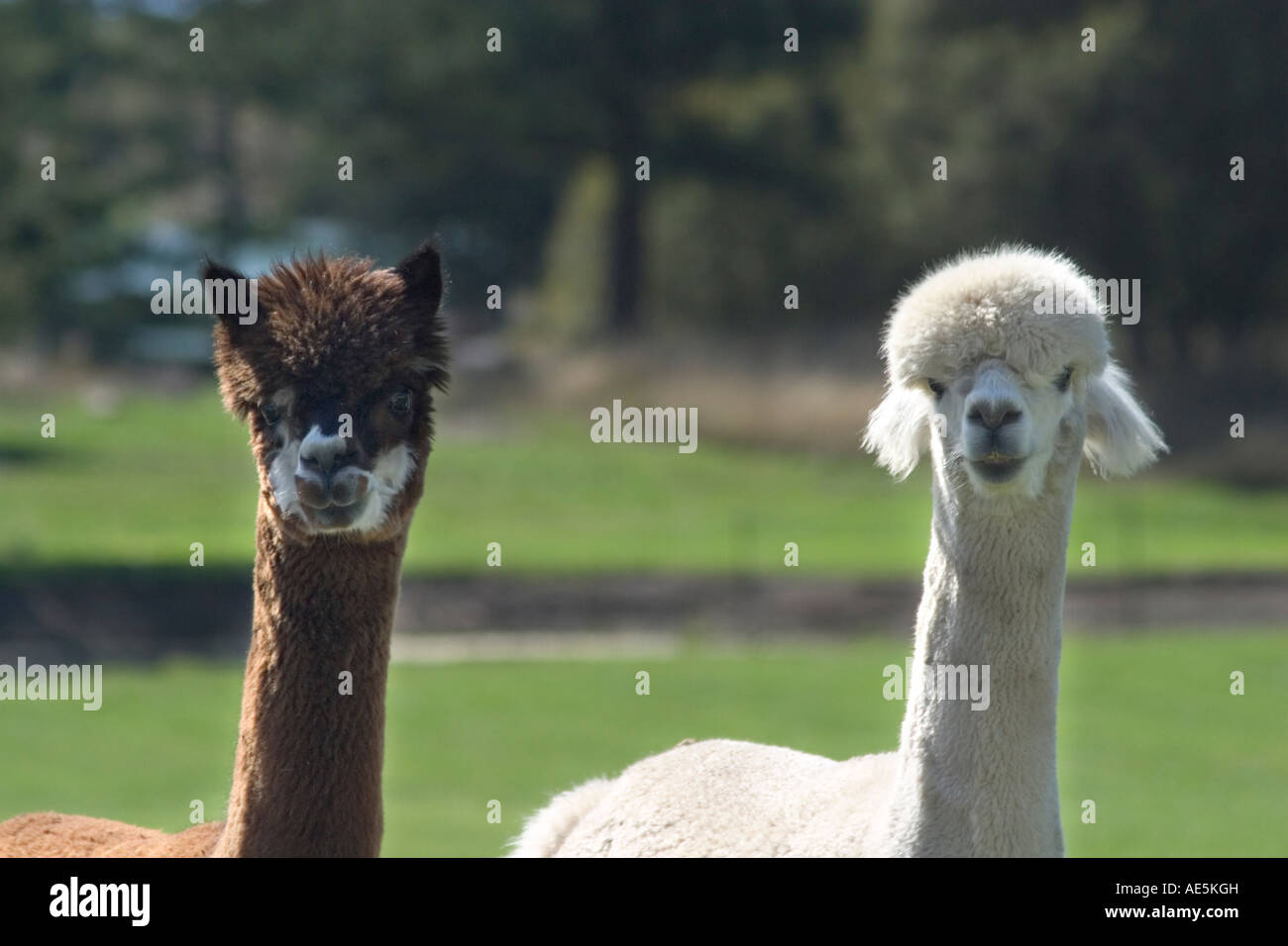 Brown and white alpacas with long necks standing side by side with ...
