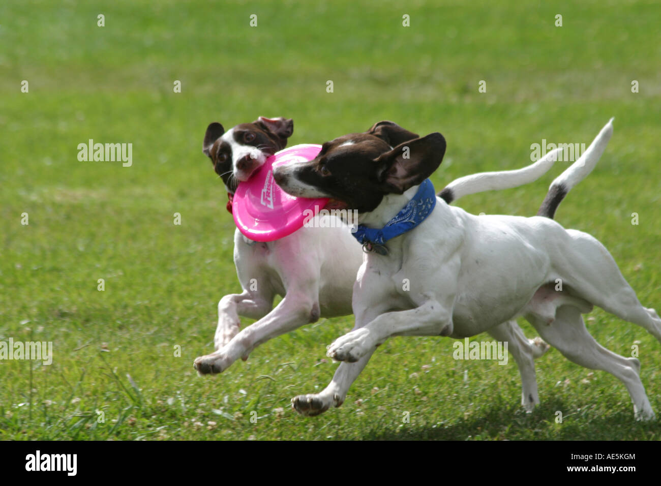 Two identical dogs catching the same frisbee while running across a ...