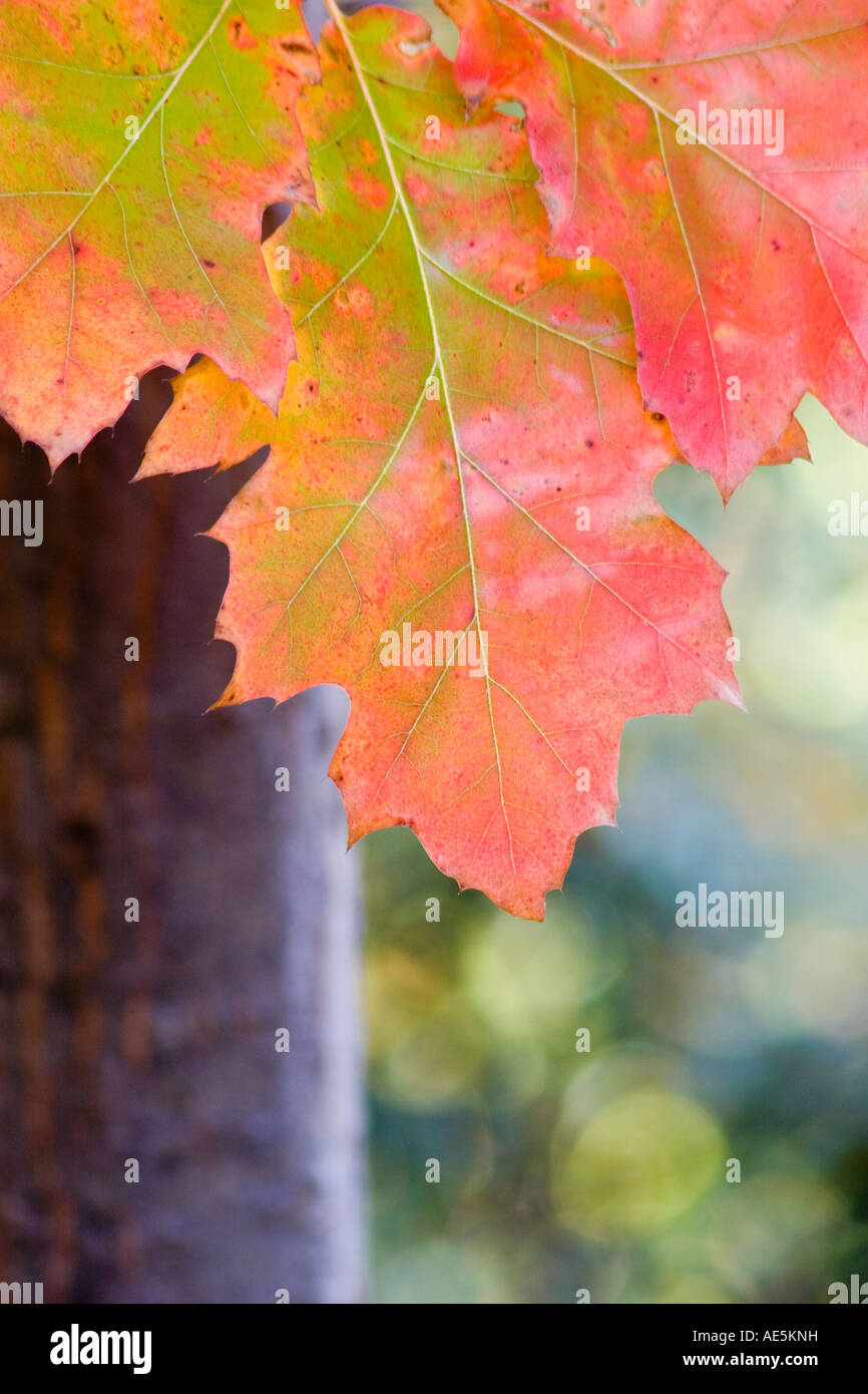 Leaves of a maple tree changing color in autumn dangling in front of ...