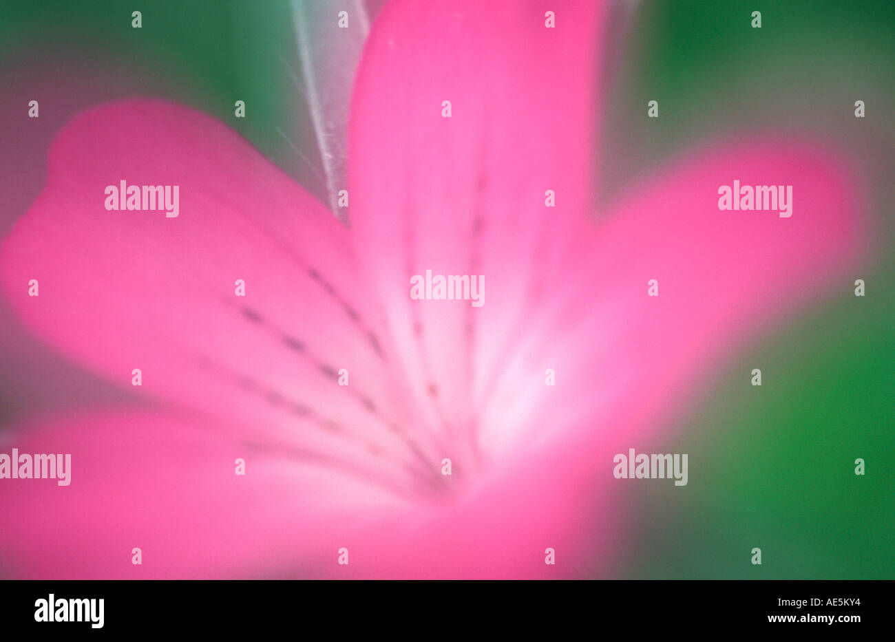 Corn cockle (Agrostemma githago Stock Photo - Alamy