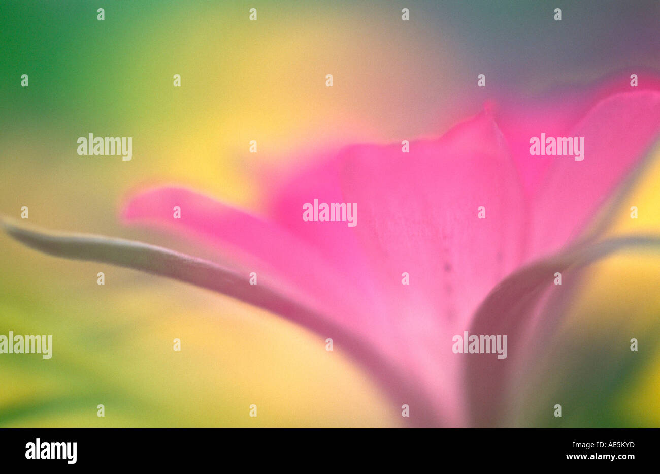 Corn cockle (Agrostemma githago Stock Photo - Alamy
