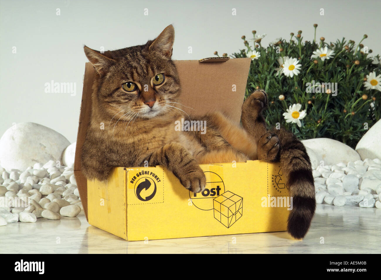 domestic cat in box Stock Photo - Alamy