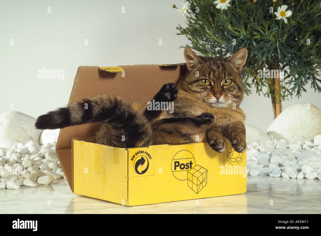 domestic cat in box Stock Photo - Alamy