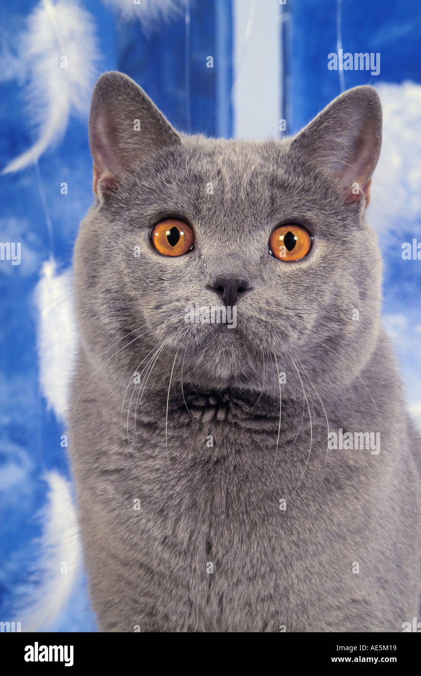 Carthusian cat - portrait Stock Photo - Alamy