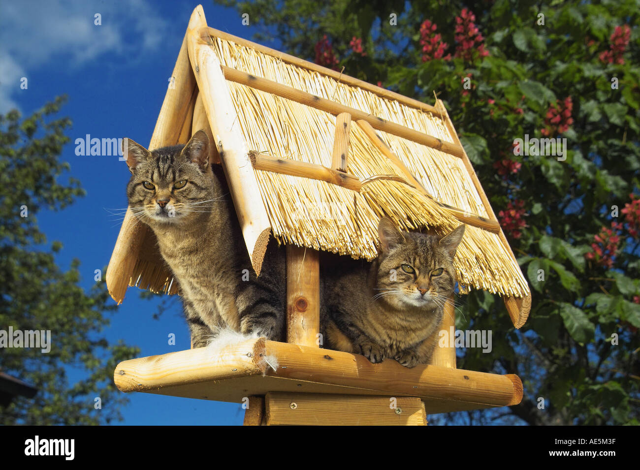 Two birdhouses hi-res stock photography and images - Alamy