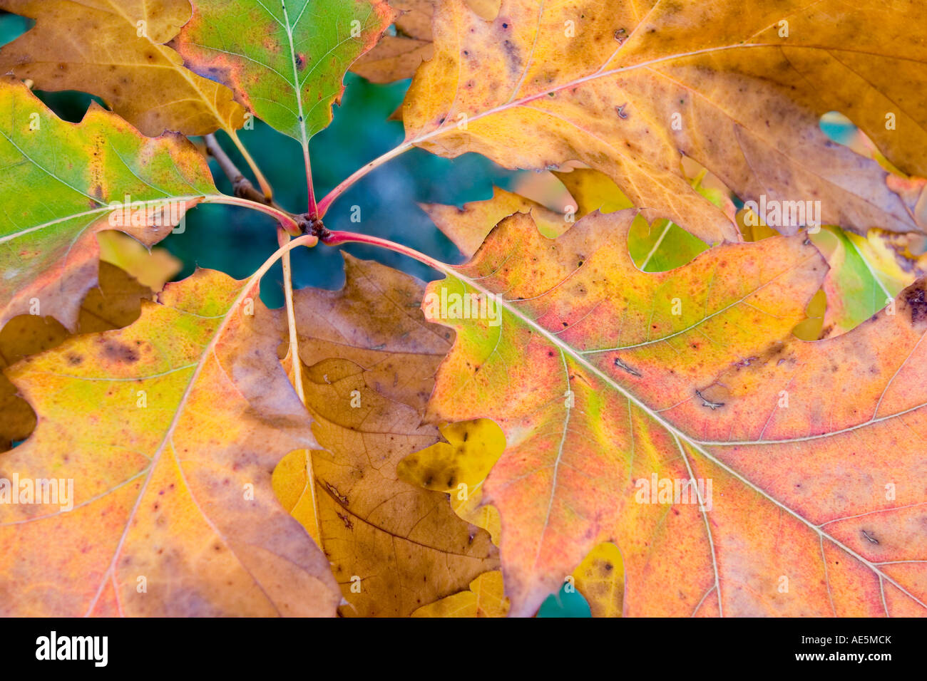Maple leaves changing color in autumn radiating out from their stems in ...
