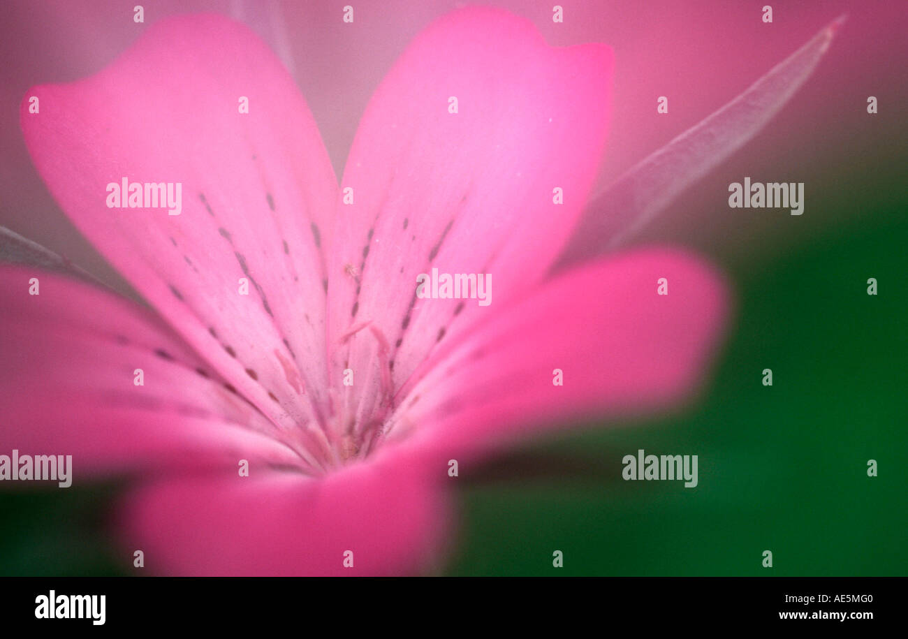 Agrostemma corn cockle hi-res stock photography and images - Alamy