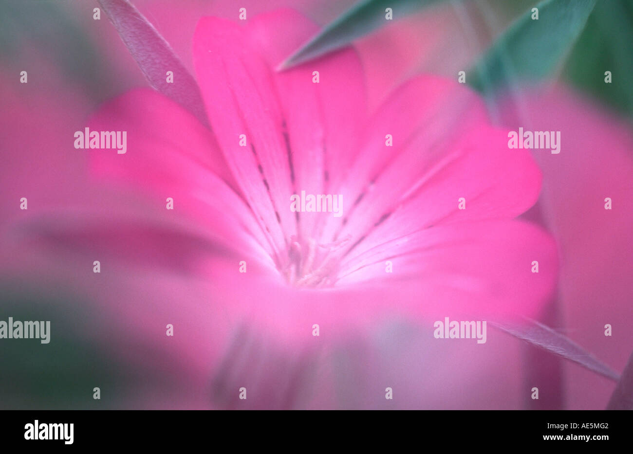 Agrostemma corn cockle hi-res stock photography and images - Alamy