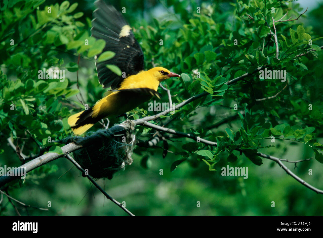 Golden Oriole, male, Bulgaria (Oriolus oriolus Stock Photo - Alamy