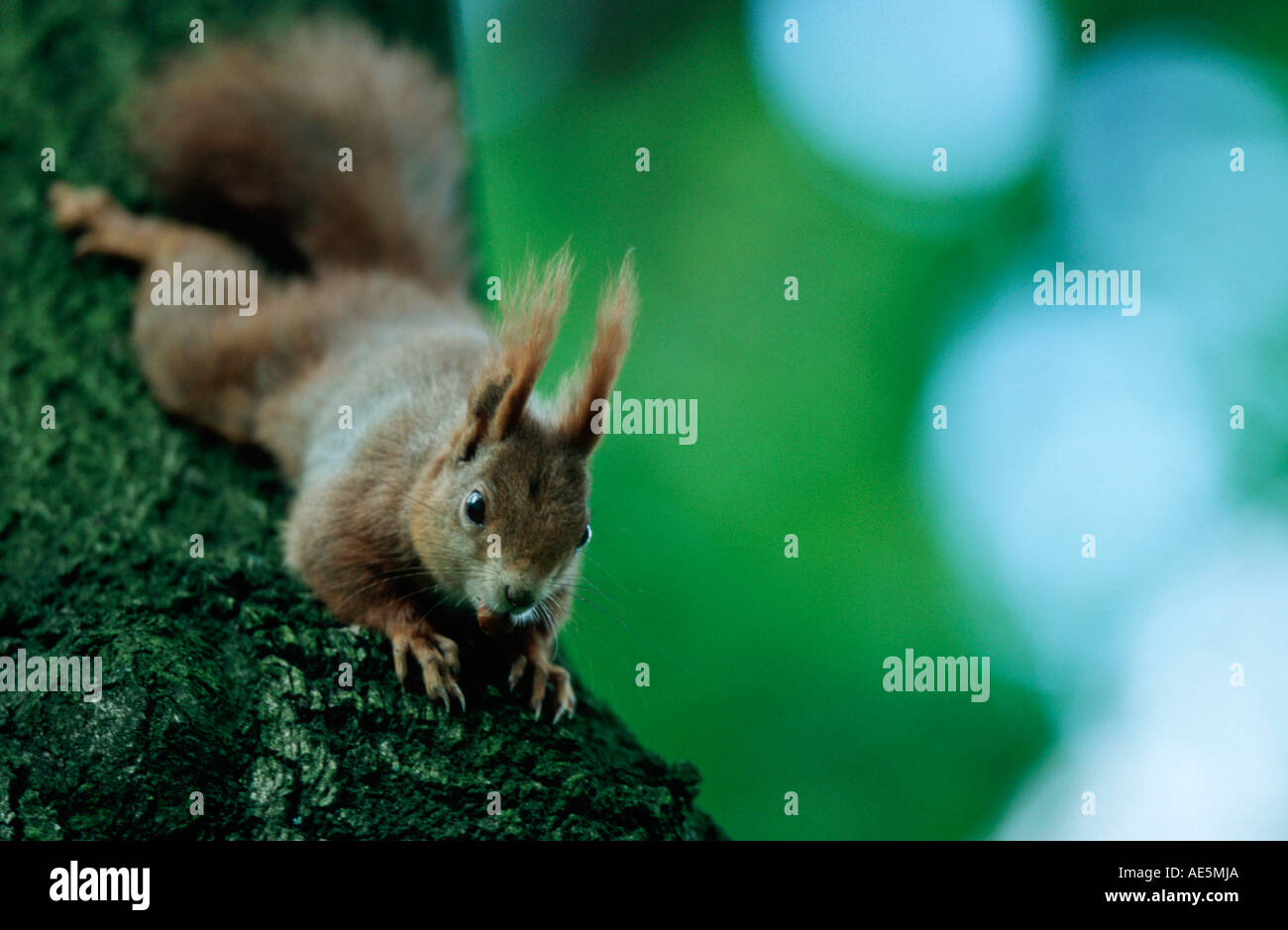 Red Squirrel, Germany (Sciurus vulgaris Stock Photo - Alamy